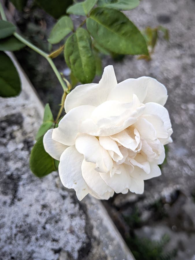 Beautiful Forever Love White Rose Nature Stock Image - Image of rose ...