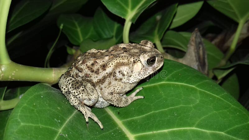 Beautiful forge stock photo. Image of forge, capture - 134234612