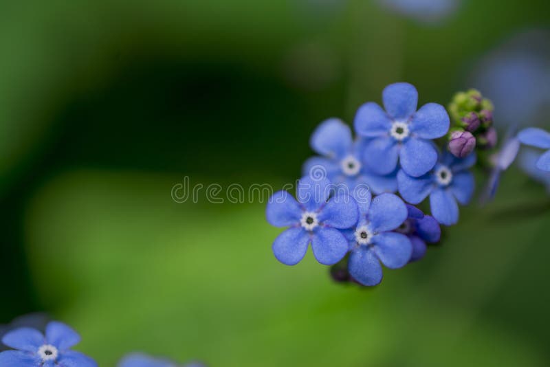 Beautiful Forget Me Not Flower in Garden Stock Image - Image of forget ...