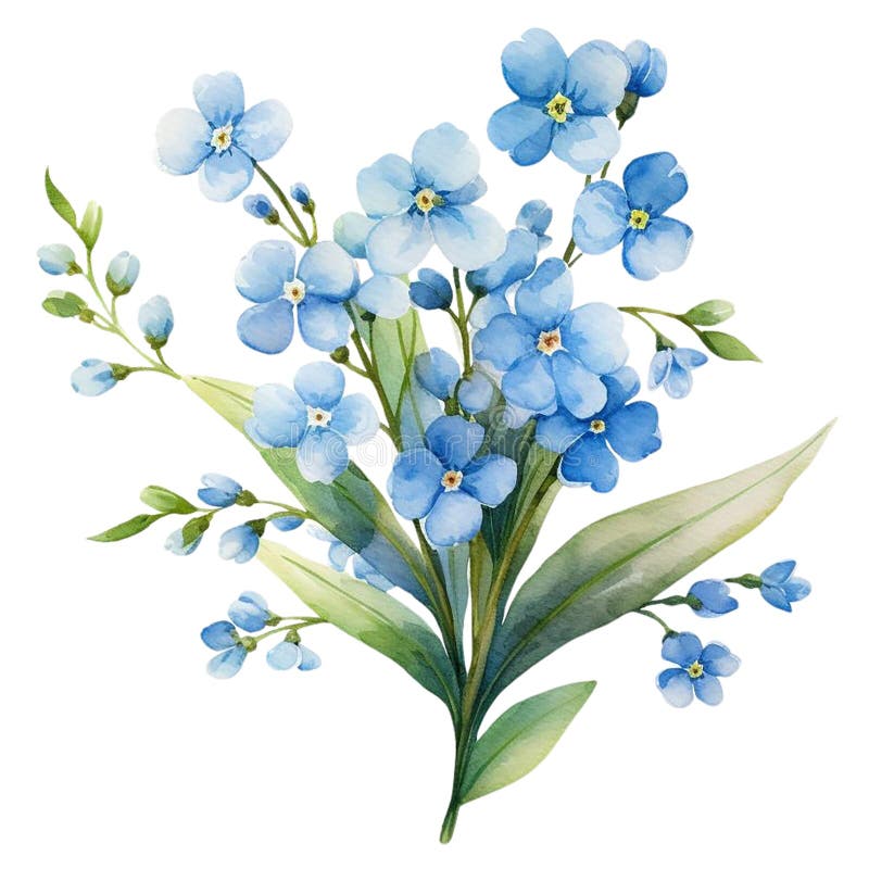 Beautiful Forget-me-not Flower Watercolor Isolate Transparent ...