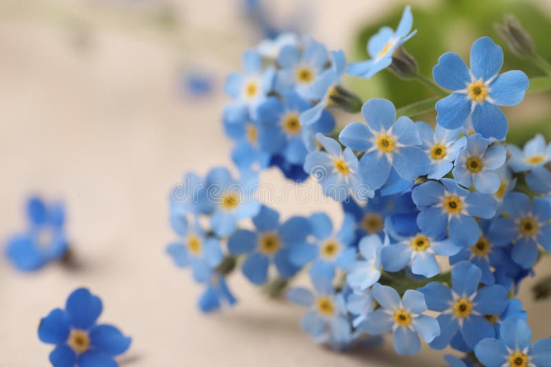 Beautiful Forget-me-not Flowers As Background, Closeup View Stock Image ...