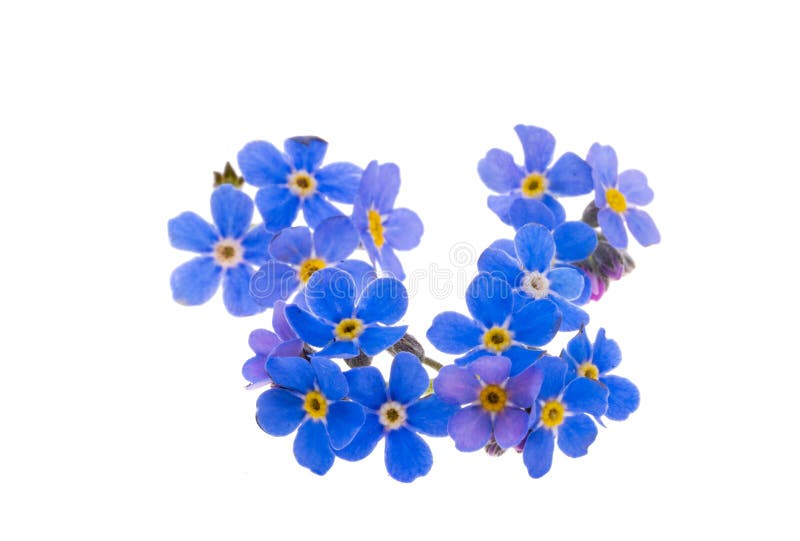 Beautiful Forget-me-not Flowers Isolated Stock Image - Image of ...