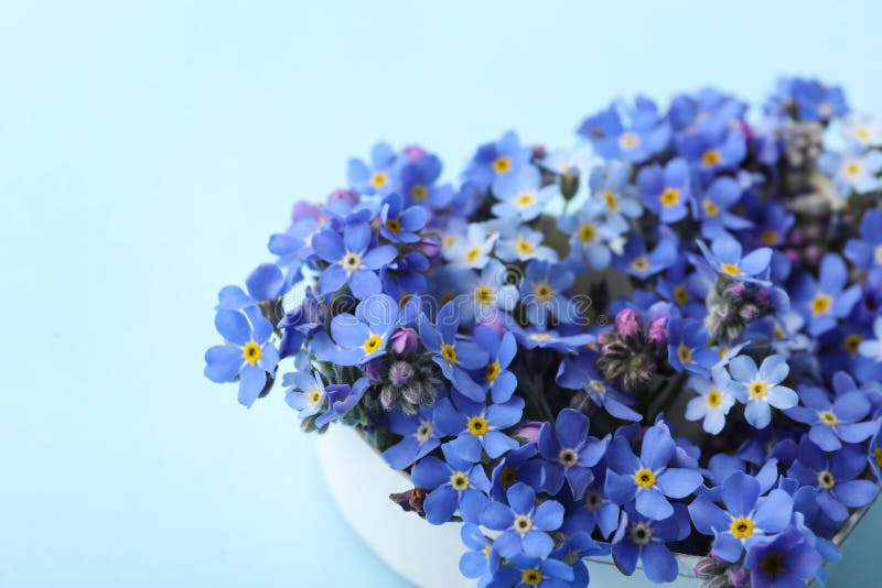Beautiful Forget-me-not Flowers on Light Blue Background, Closeup Stock ...