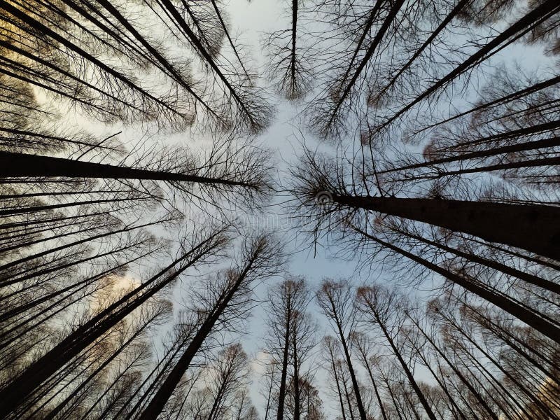 Beautiful Forrest and Blue Sky Stock Photo - Image of jungle, bark ...