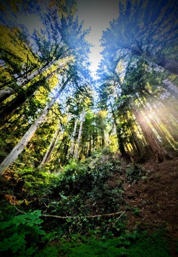 Beautiful Forrest, Pretty Trees, Sky, Sun, Stock Photo - Image of ...