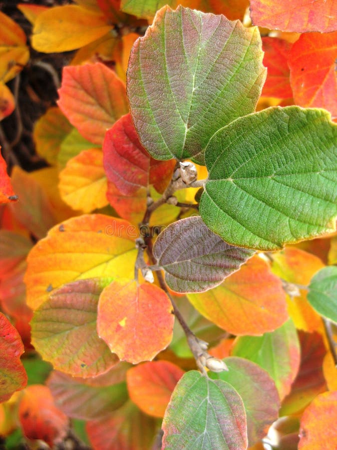 Beautiful Fothergilla in Autumn Stock Photo - Image of bottle, autumn ...