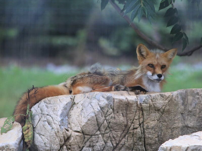Fox stock photo. Image of enjoying, beautiful, wildlife - 254186652