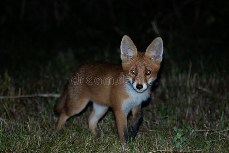 Fox in the night. stock photo. Image of invertebrate - 11351054