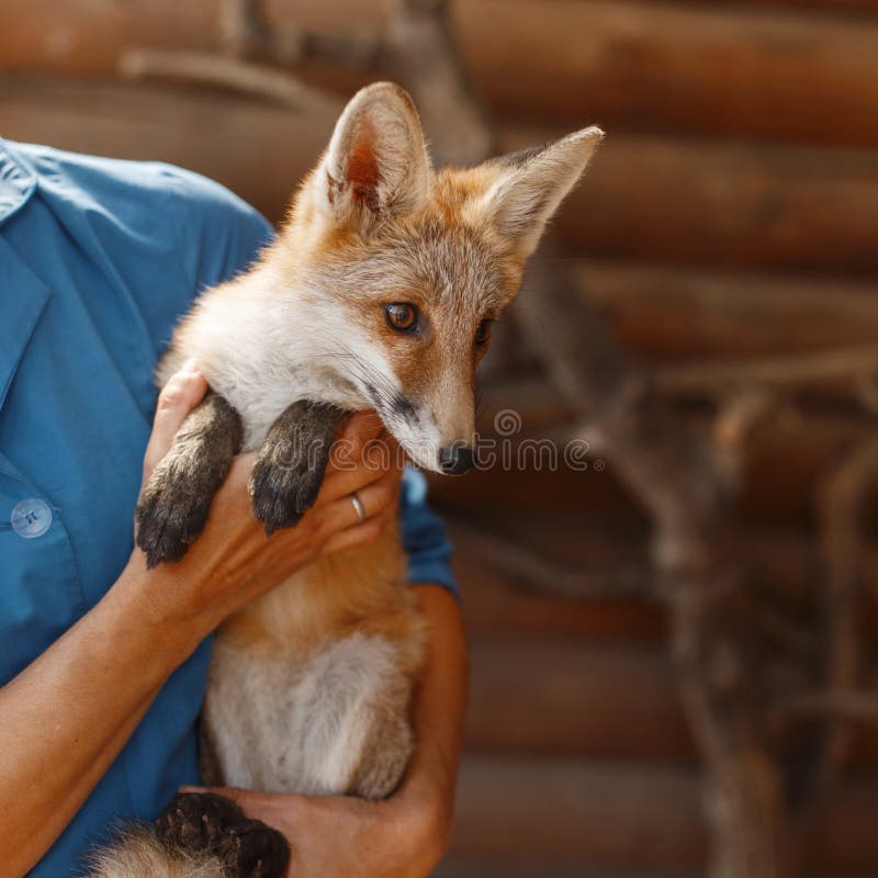 Beautiful Fox Sits on His Hands in the Zoo Stock Image - Image of ...