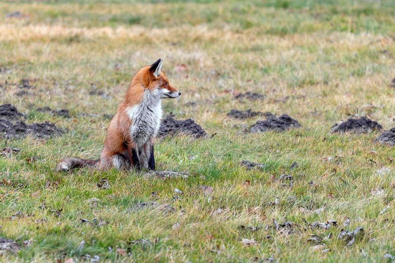 A Beautiful Fox Sitting on the Field Stock Image - Image of furry ...