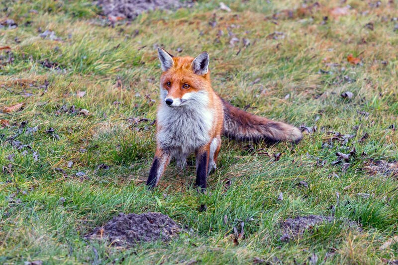 A Beautiful Fox Sitting on the Field Stock Photo - Image of colourful ...