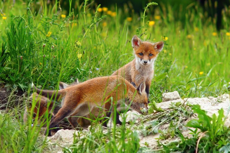 Beautiful fox youngsters stock photo. Image of beauty - 72104360