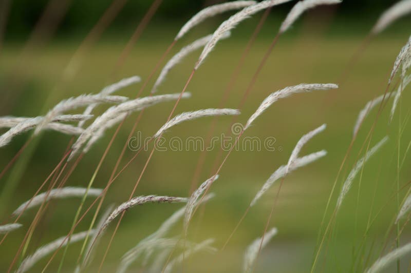 Beautiful Foxtails Grass Field at the Sunset Stock Photo - Image of ...