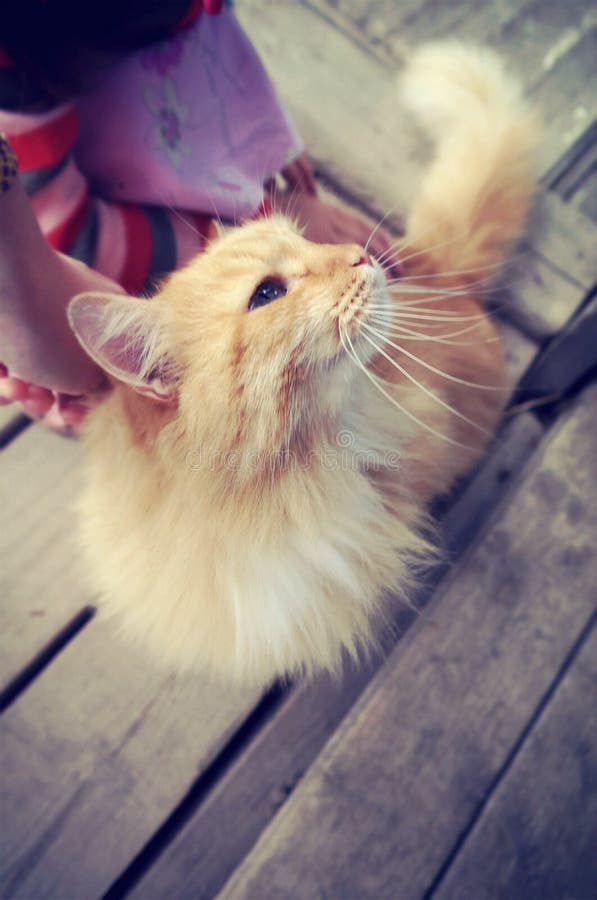 Beautiful foxy cat stock image. Image of house, ginger - 48261459