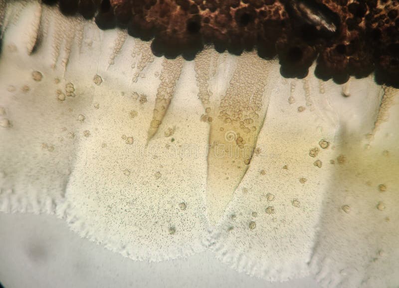 The Beautiful Fractal Pattern Growth of Bacillus Subtilis Bacteria ...