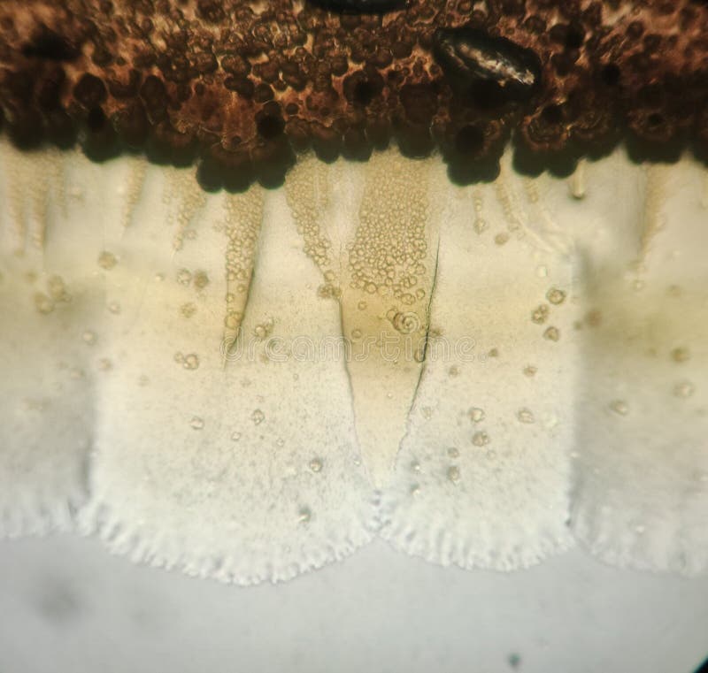 Beautiful Baciullus Genus Bacterial Colonies Under the Microscope Stock ...