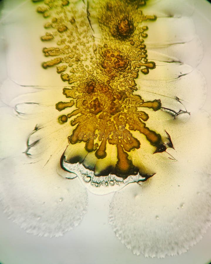 The Beautiful Fractal Pattern Growth of Bacillus Subtilis Bacteria ...
