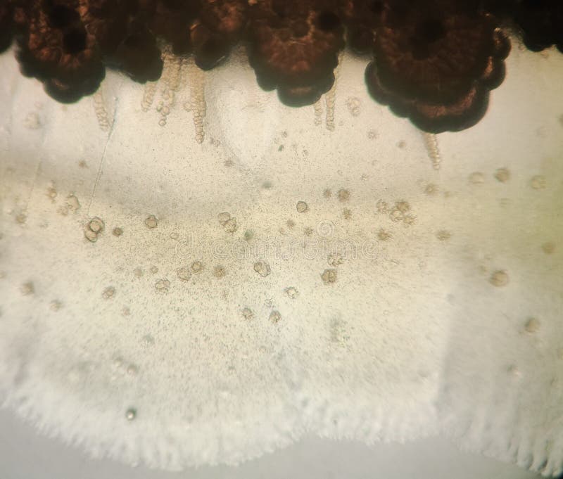 Beautiful Bacterial Colony Under the Microscope Stock Image - Image of ...