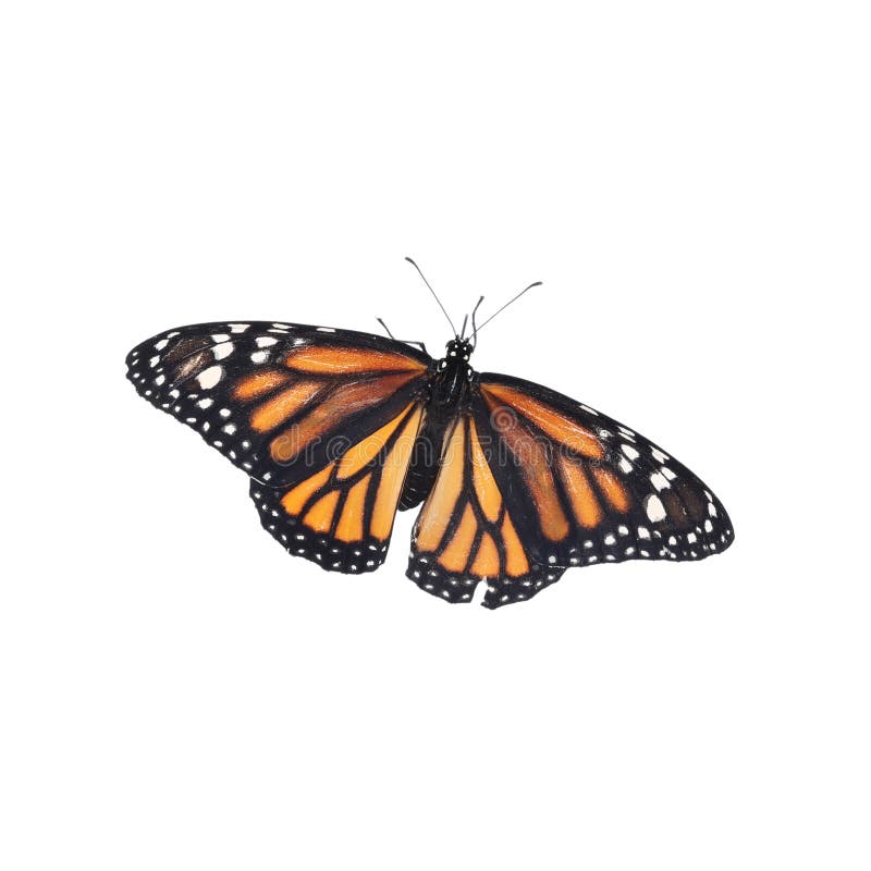 Beautiful Fragile Monarch Butterfly Isolated Stock Photo - Image of ...