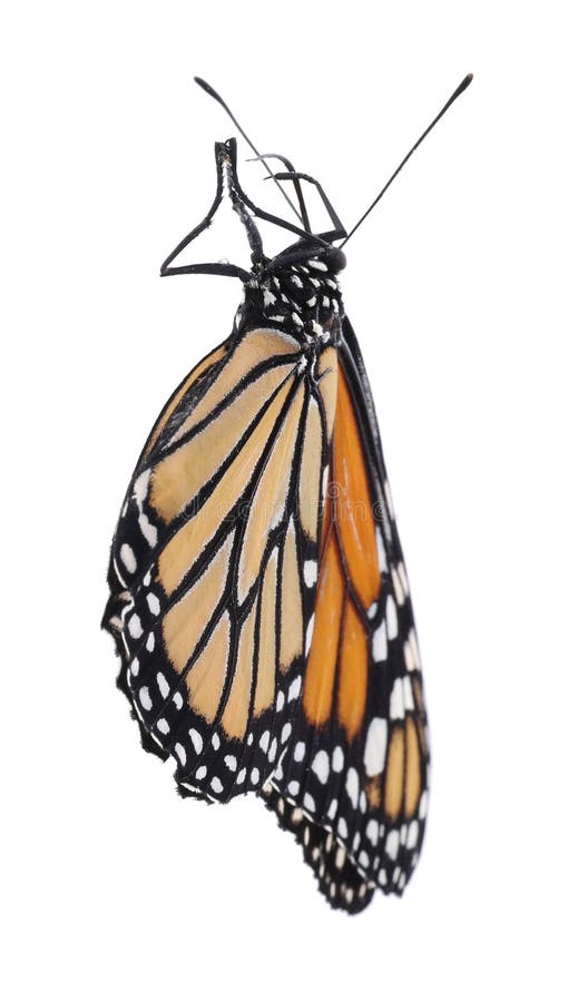Beautiful Fragile Monarch Butterfly Isolated Stock Photo - Image of ...