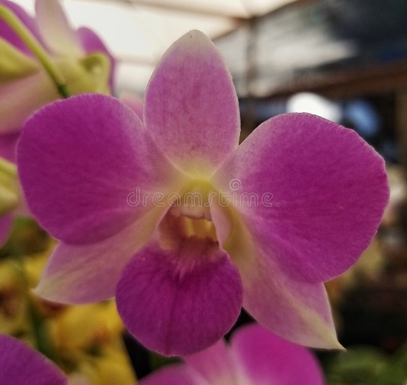 Beautiful Fragile Blooming Cherry Tree Stock Photo - Image of macro ...