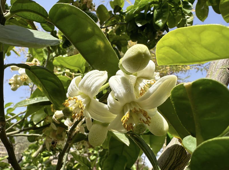 Flowering Pomelo Tree (lat.- Citrus Maxima Stock Photo - Image of ...