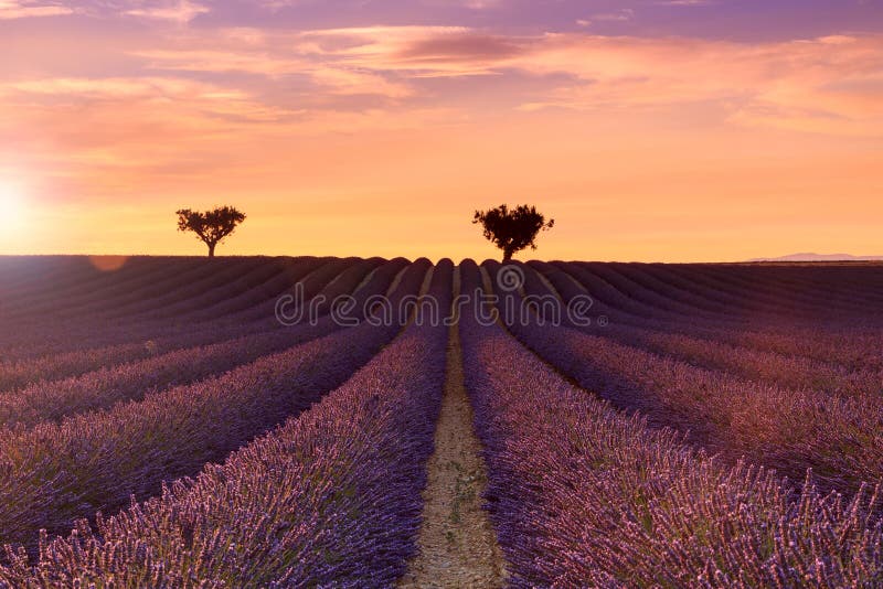 Beautiful Fragrant Lavender Fields of Provence Sunset Stock Image ...