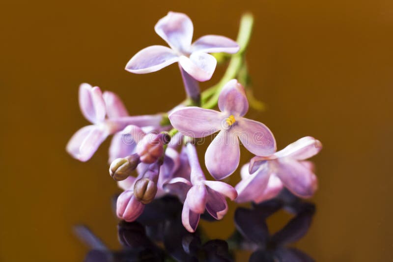Beautiful Fragrant Lilac, Spring Flowers Stock Photo - Image of ...