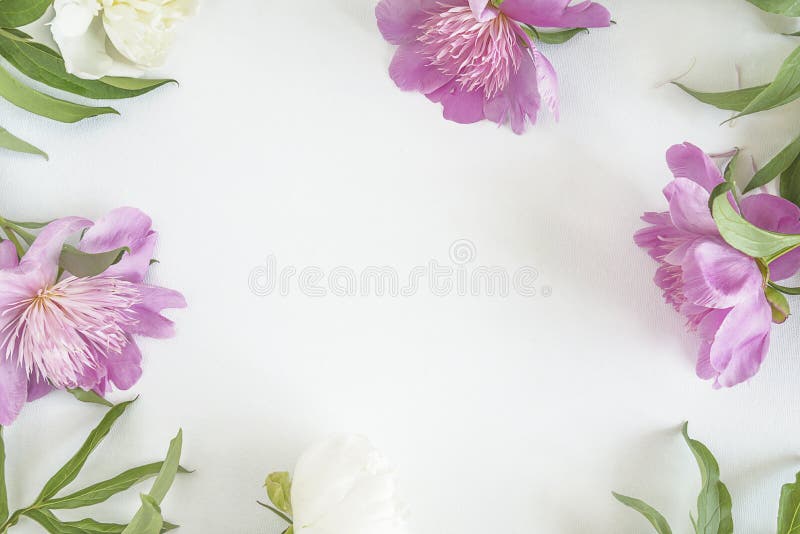 Beautiful Frame of Pink Peonies with Leaves Stock Image - Image of ...