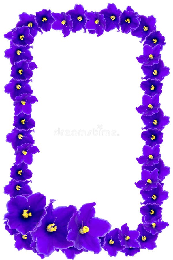 Beautiful Frame of Purple Violets on a White Background Stock Photo ...