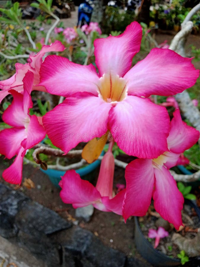 Beautiful Frangi Pani Flowers Stock Photo - Image of beautiful ...