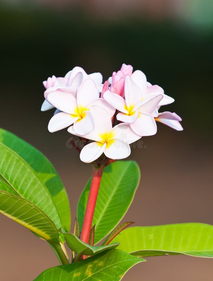 Beautiful Frangipani Flower Stock Image - Image of park, petals: 28927041