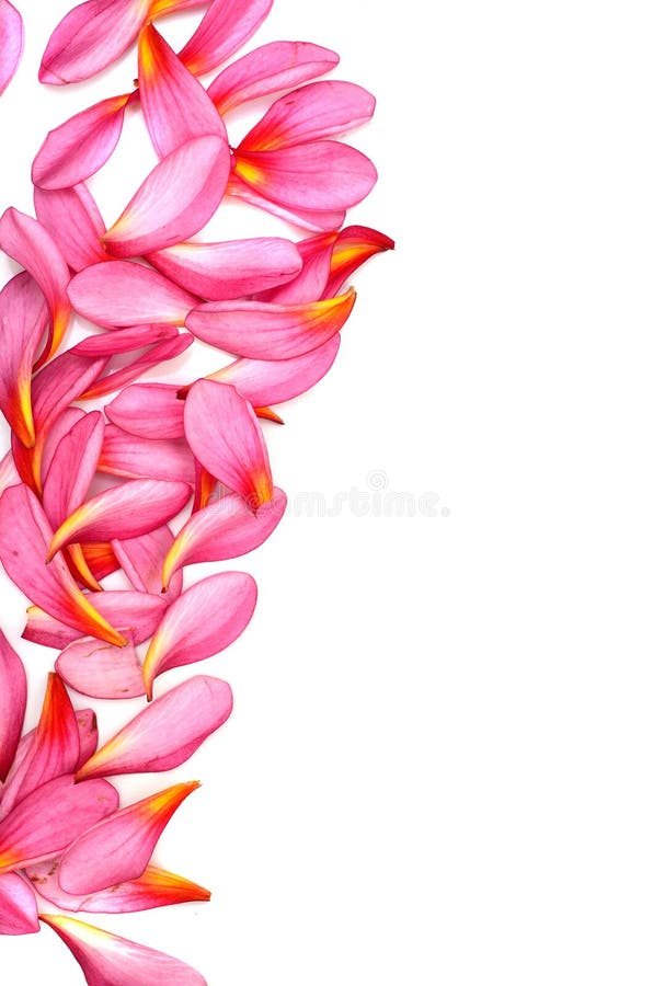 Beautiful Frangipani Flowers Stock Illustration - Illustration of ...