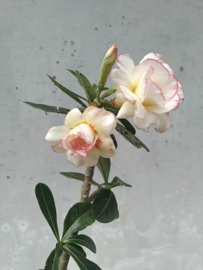 Is Beautiful Frangipani Flowers with Double Flower Petals Stock Image ...