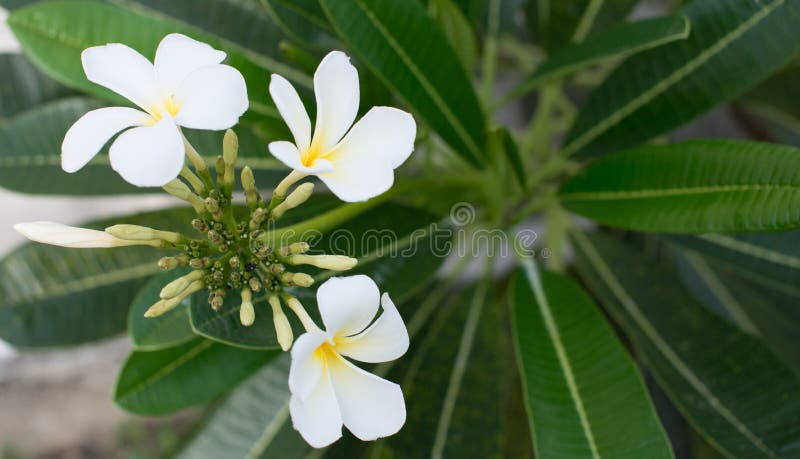 Beautiful Frangipani Flowers on Tree Stock Photo - Image of garden ...