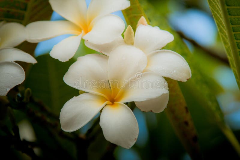 Beautiful Frangipani Flowers Stock Photo - Image of flora, natural ...
