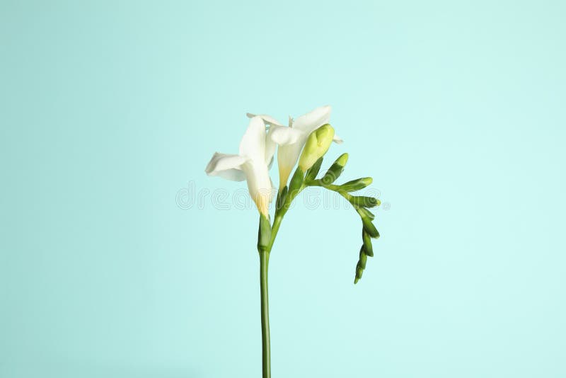Beautiful Freesia Flowers on Light Blue Background Stock Image - Image ...