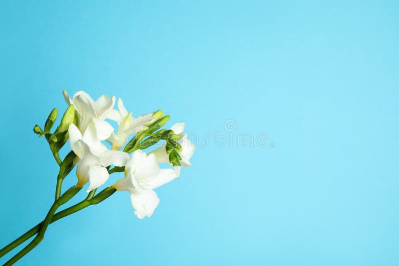 Beautiful Freesia Flowers on Light Blue Background. Space for Text ...