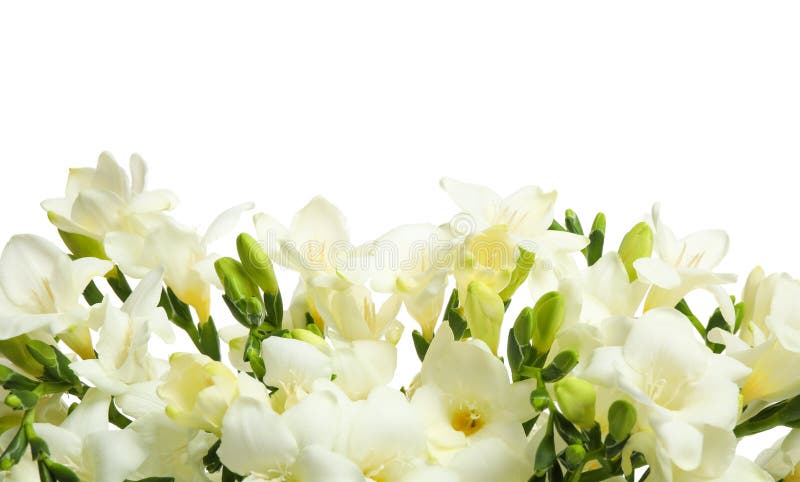 Beautiful Freesia Flowers on Background, Closeup Stock Image - Image of ...