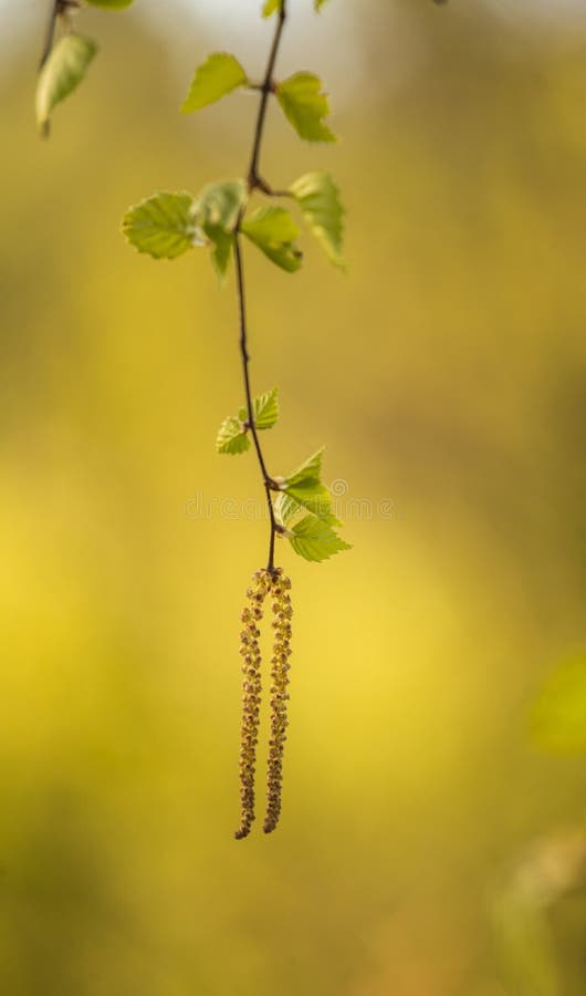 Beautiful, Fresh Birch Tree Leaves in Spring. Stock Photo - Image of ...