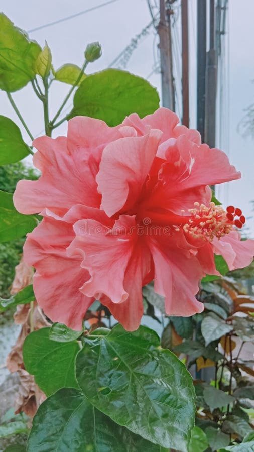 Beautiful Fresh Blooming Red Flowers Growing Roadside Stock Photos ...