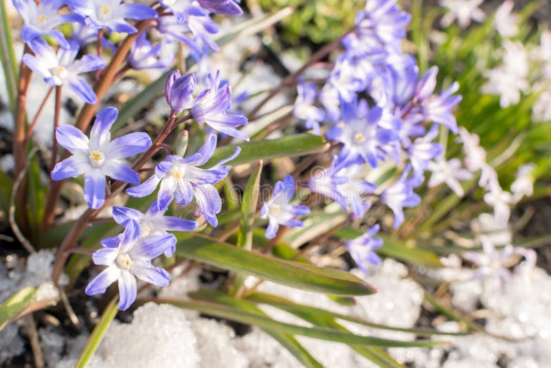 Beautiful Fresh Blue Spring Flowers Stock Image - Image of perfume ...
