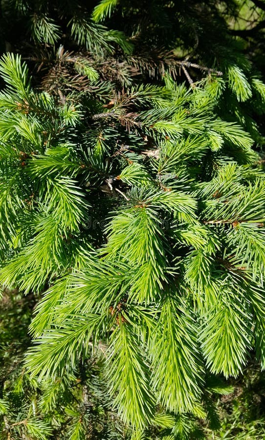 Beautiful Fresh Branch of Evergreen Coniferous Tree Stock Photo - Image ...