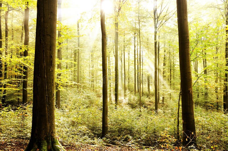 Beautiful Fresh Bright Forest Stock Photo - Image of fall, coniferous ...