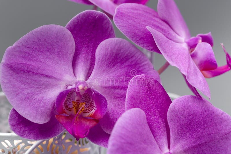 Bright Orchid Flowers Close-up and Dark Background Stock Photo - Image ...