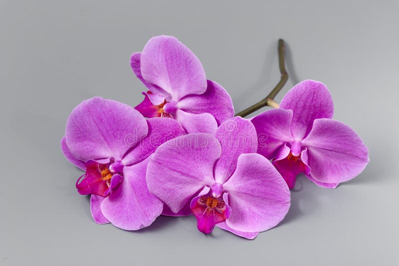 Bright Orchid Flowers Close-up and Dark Background Stock Photo - Image ...