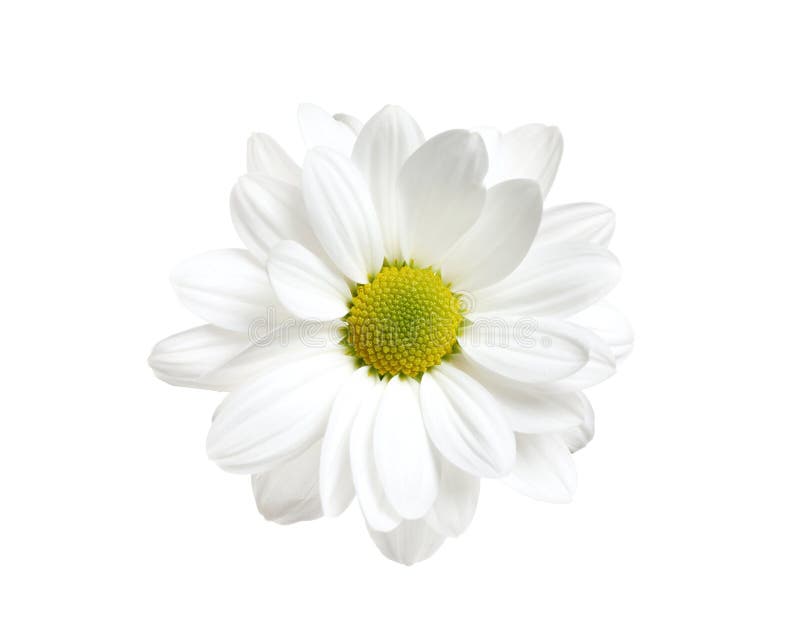 Beautiful Fresh Chamomile Flower on Background Stock Photo - Image of ...