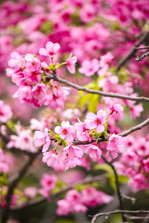 Beautiful and Fresh Cherry Blossoms Stock Image - Image of flowers ...
