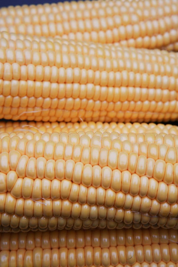 Beautiful fresh corn stock image. Image of ingredient - 128586847