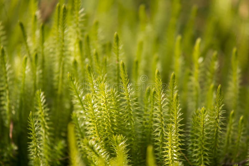 Beautiful, Fresh Creeping Cedars in a Natural Habitat Stock Photo ...